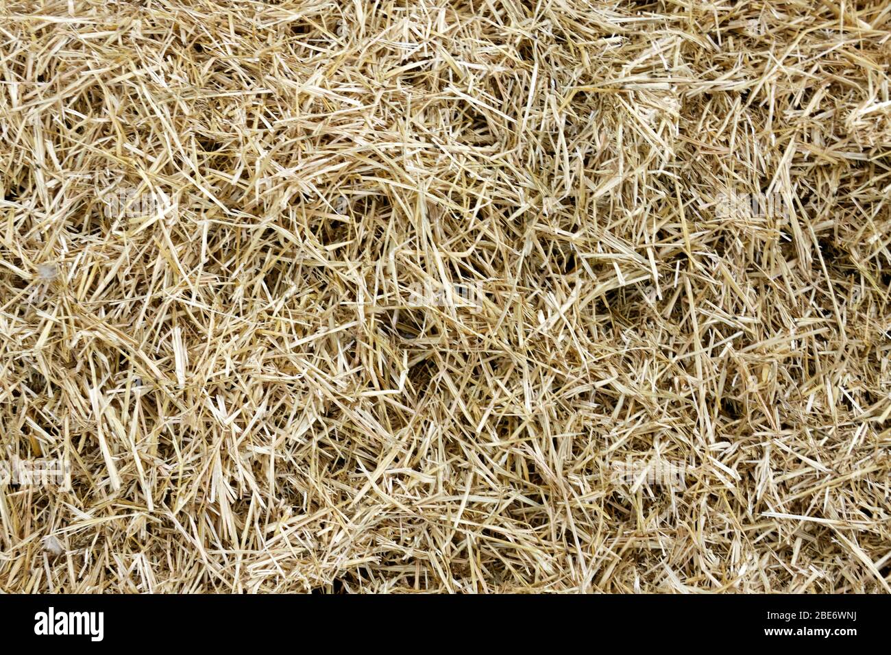 Straw surface. Straw pack texture. Stack of straw texture image. Dry ...