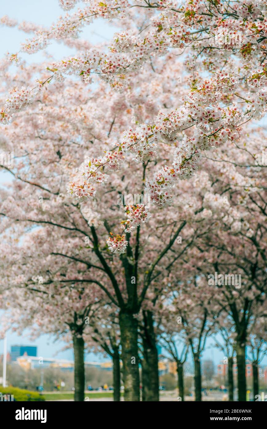 Portrait image of Cherry Blossom (Genus Prunus) trees in bloom during ...