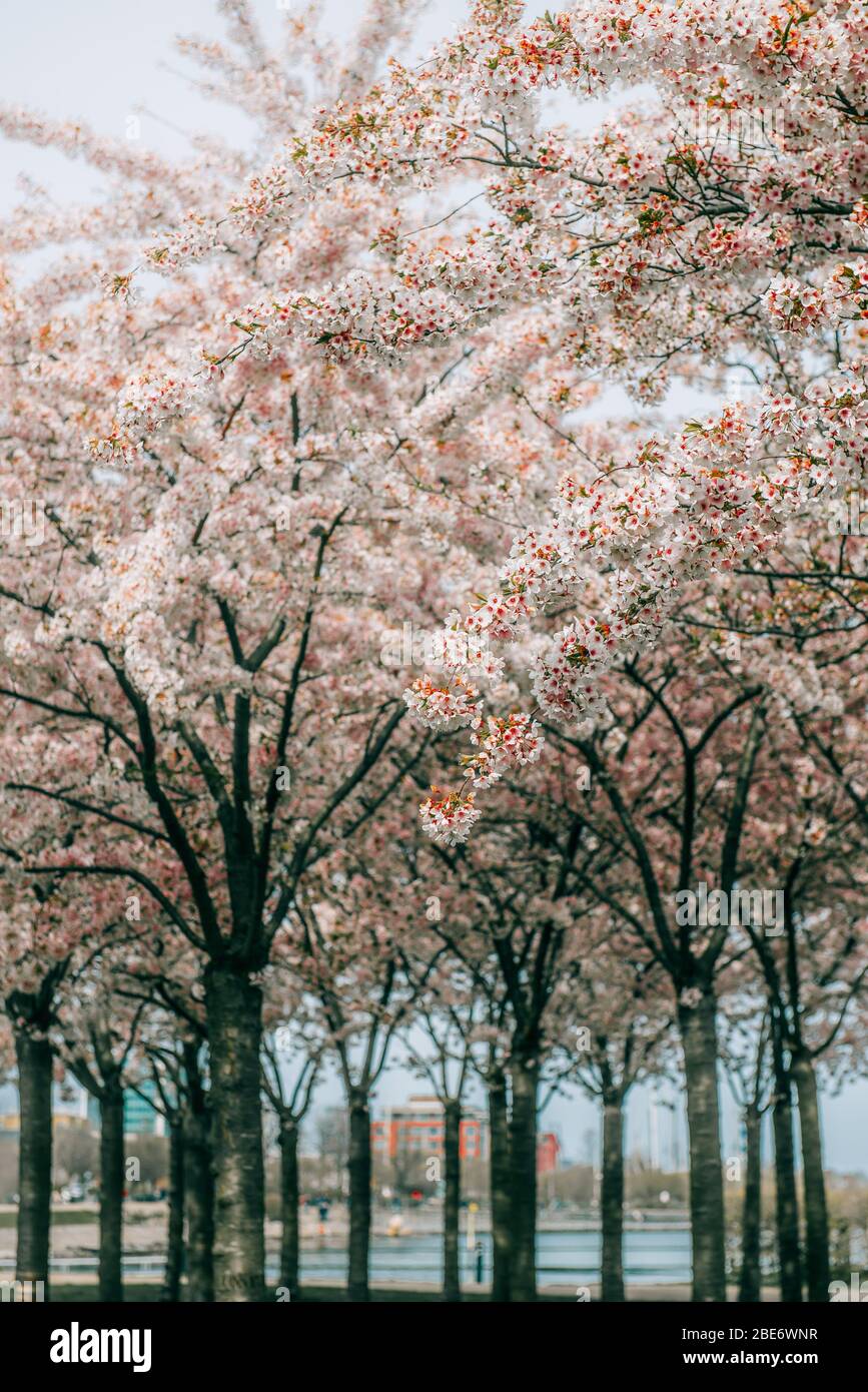 Portrait image of Cherry Blossom (Genus Prunus) trees in bloom during ...