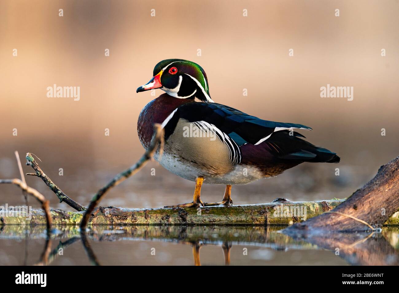 Wood ducks in the spring in Minnesota on a beaver pond Stock Photo - Alamy
