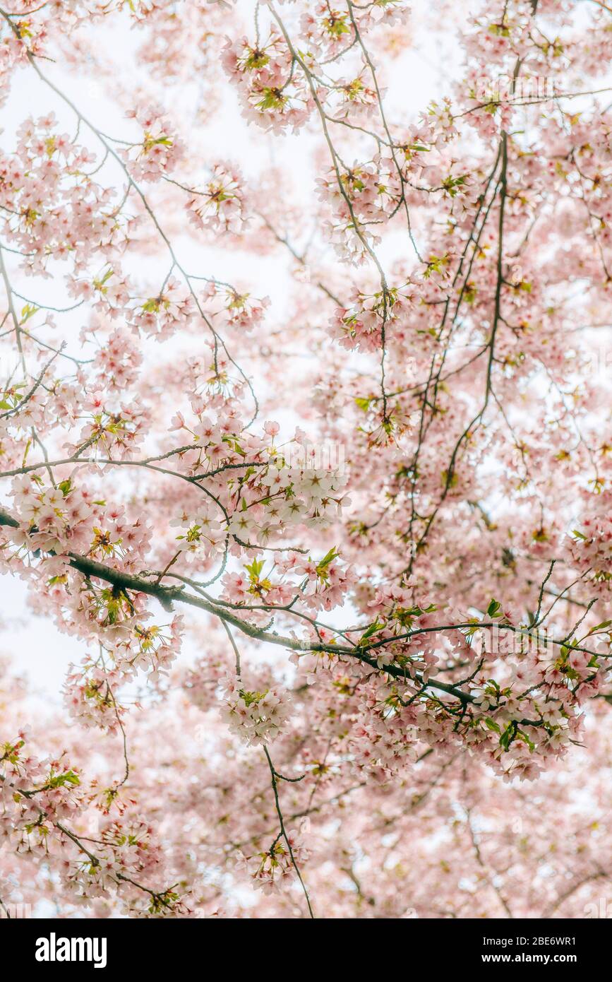 Close up detail photograph of cherry blossom (genus prunus) trees in ...