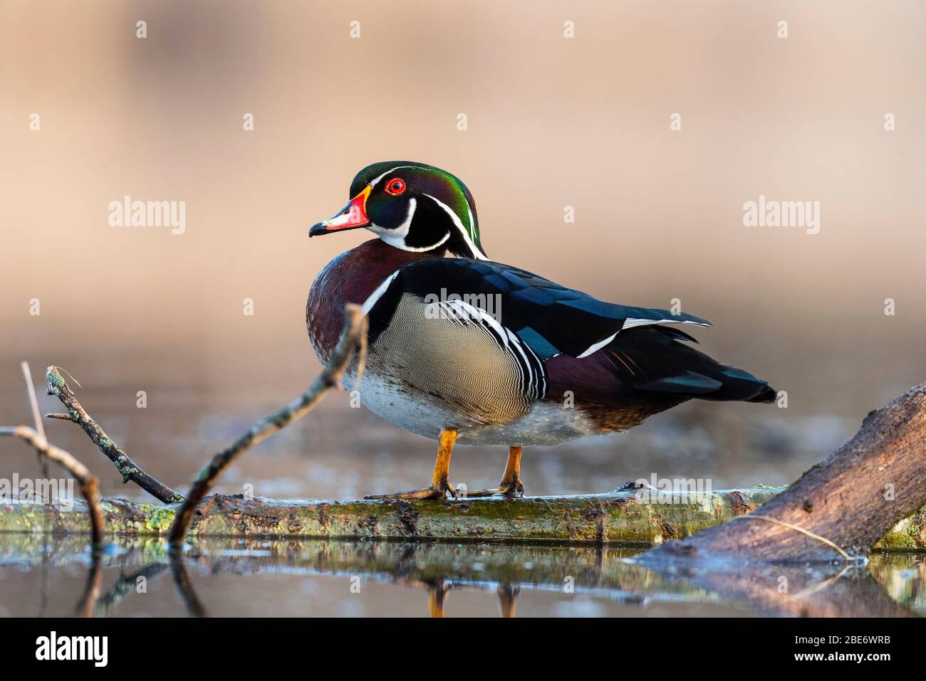Wood ducks in the spring in Minnesota on a beaver pond Stock Photo - Alamy