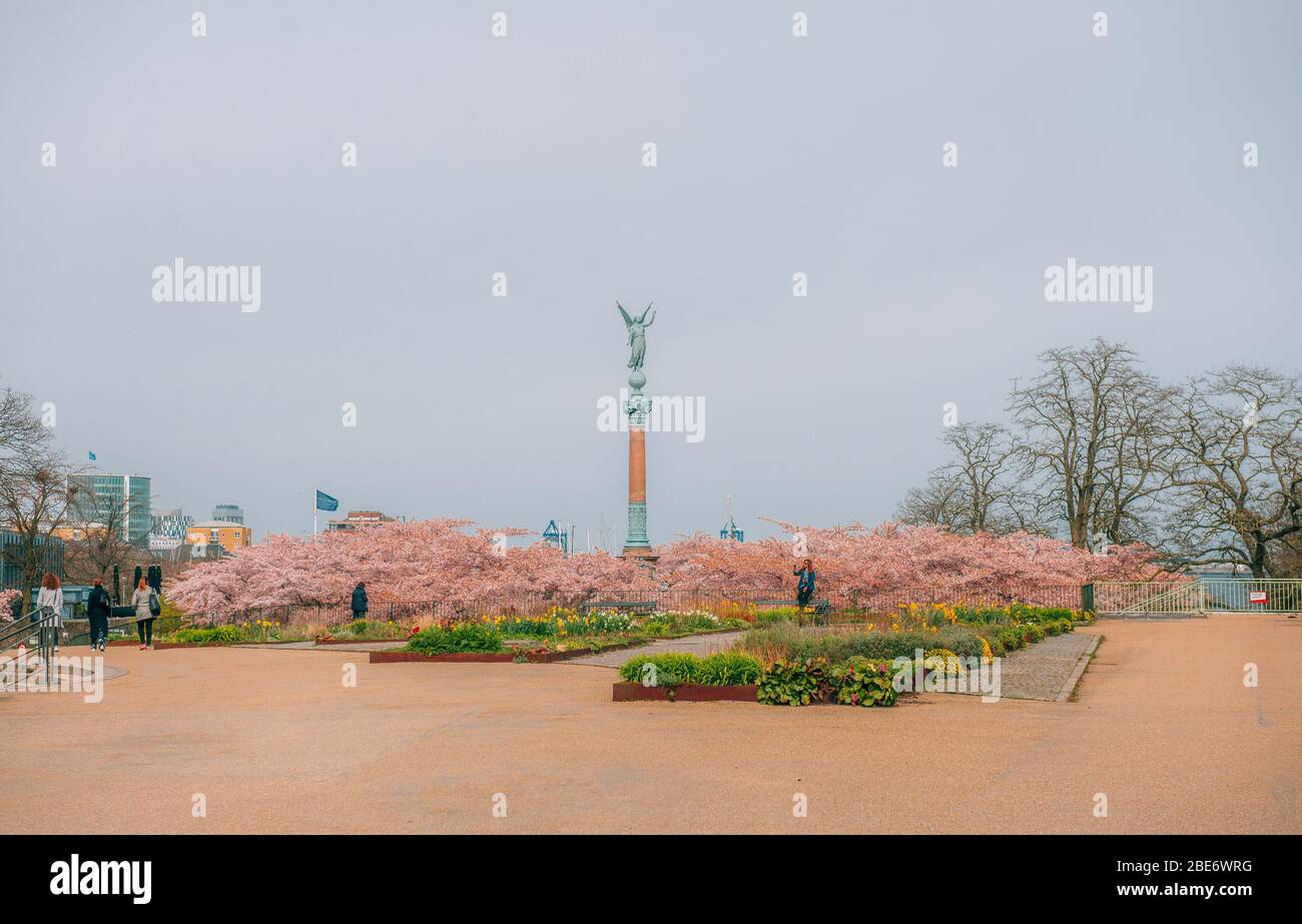 Cherry blossom in bloom on a Spring day at Langelinie in Copenhagen ...
