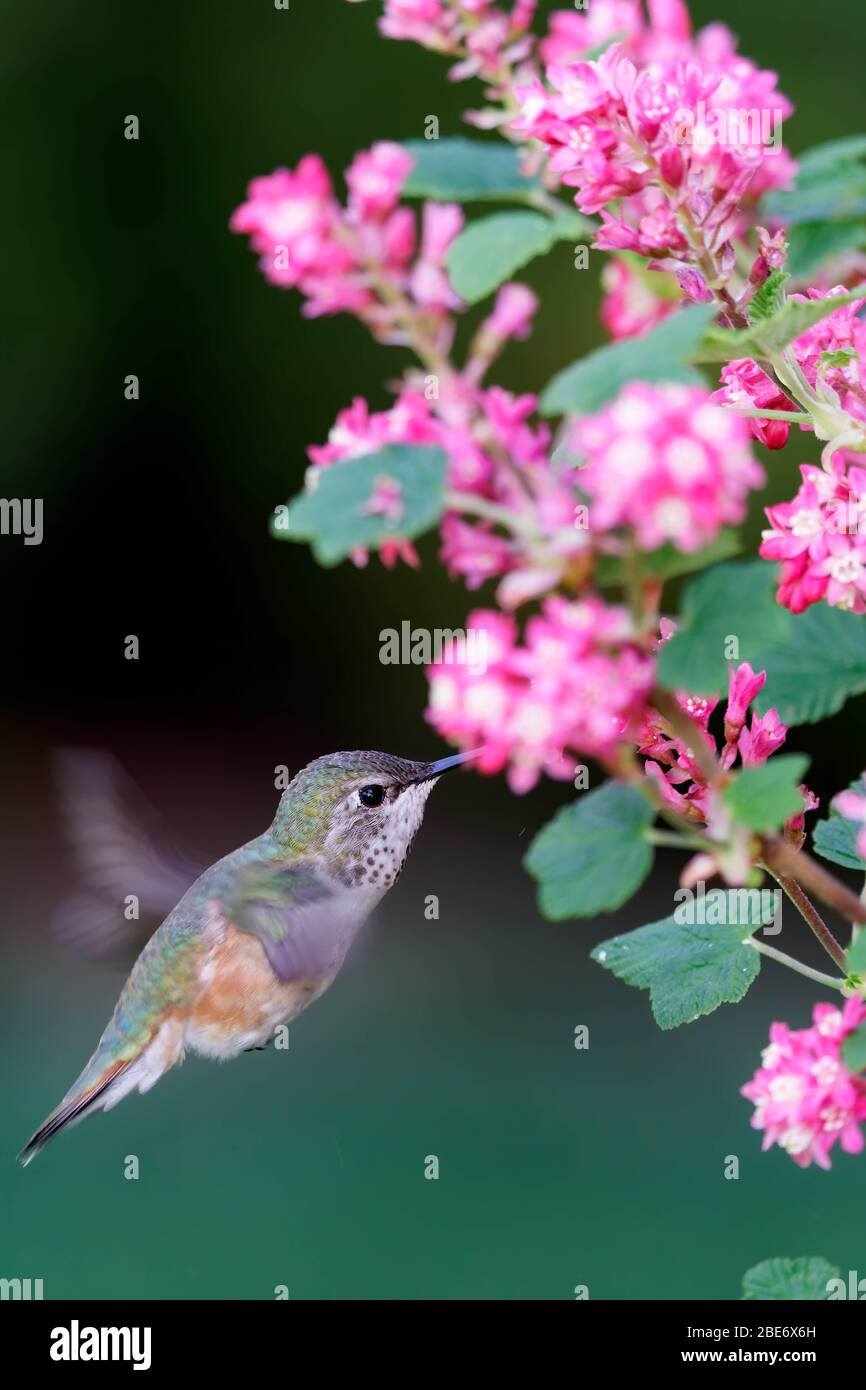 Female anna hummingbird hi-res stock photography and images - Alamy