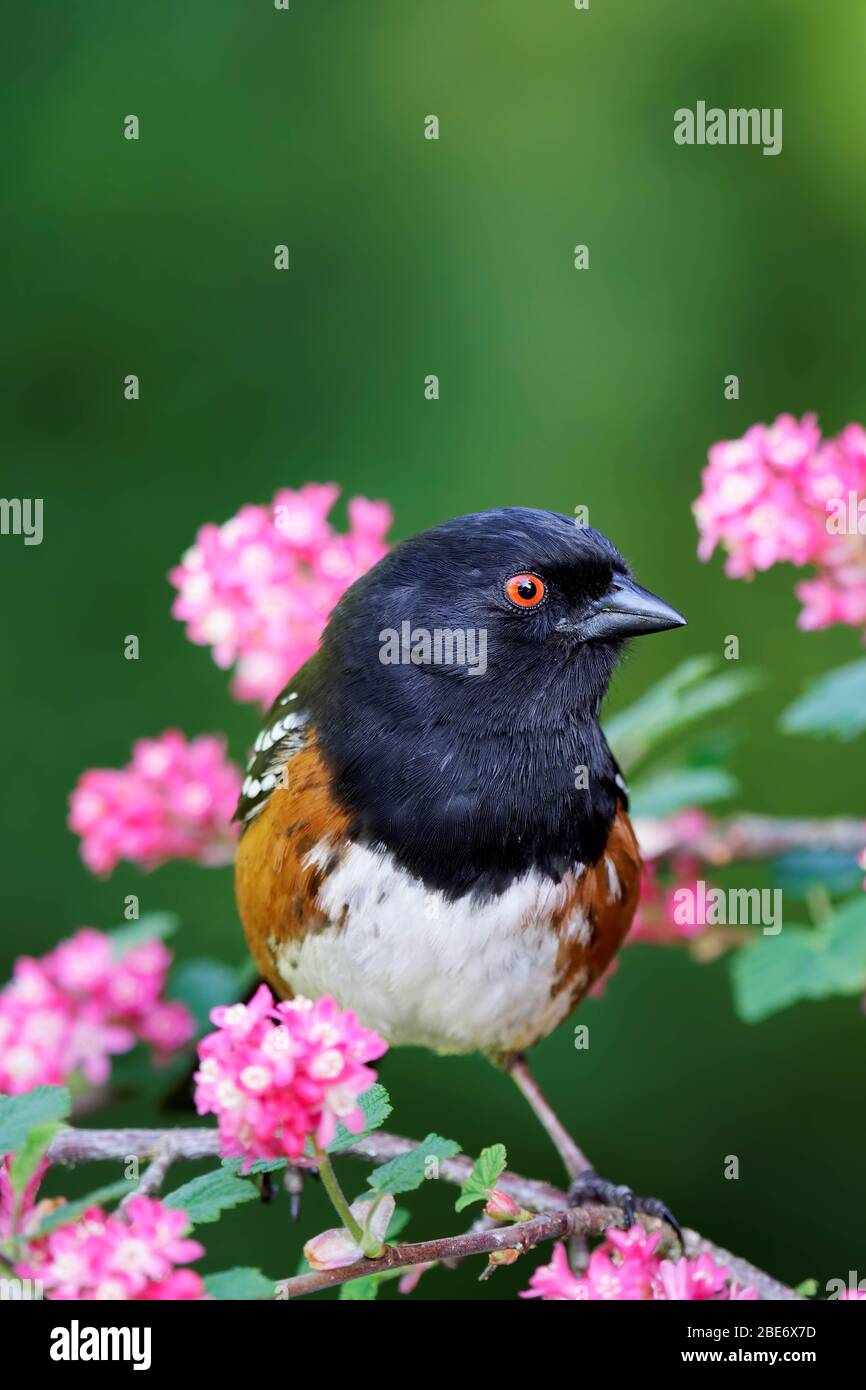 Male spotted towhee (Pipilo maculatus) perched on pink flowering ...