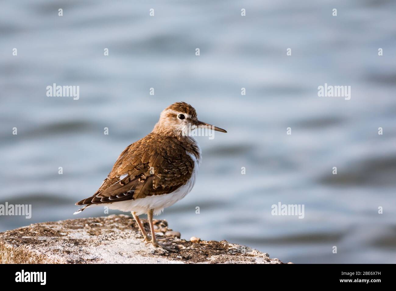 A common sandpiper (Actitis hypoleucos) in Ria de Aveiro, Portugal ...