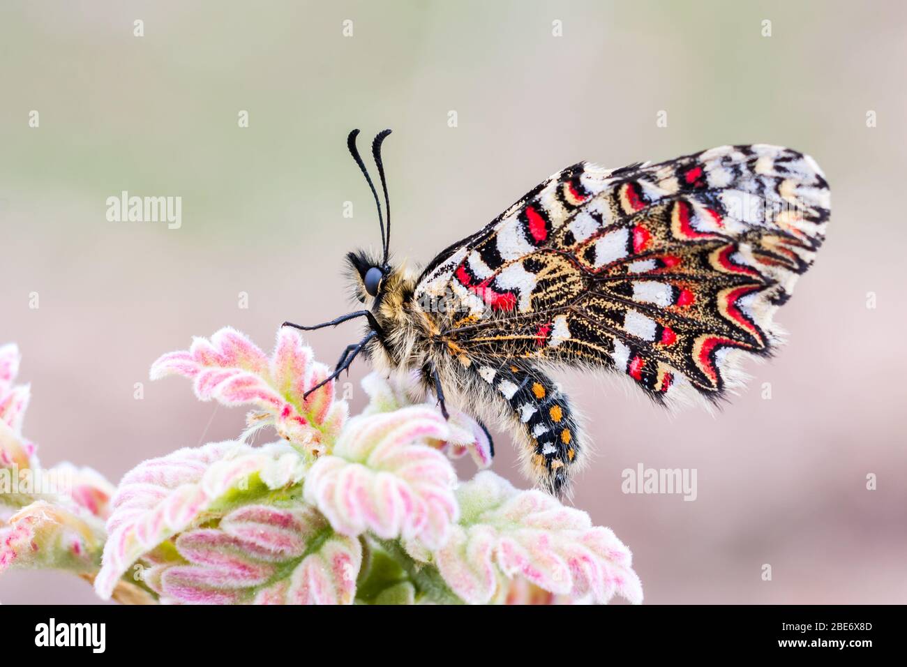 A Spanish festoon (Zerynthia rumina) perched in oak shoots ...