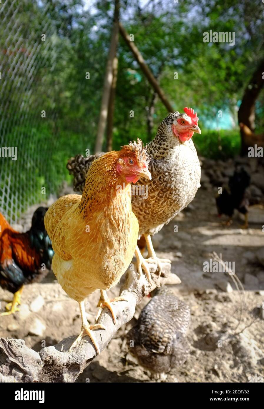 hens criollo kennel in rural farm Stock Photo - Alamy