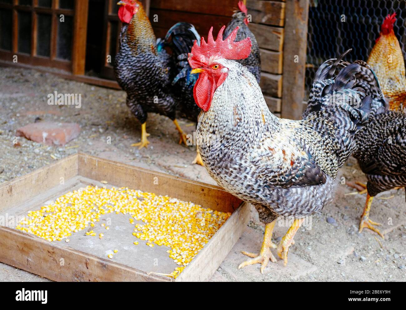 hens criollo kennel in rural farm Stock Photo - Alamy
