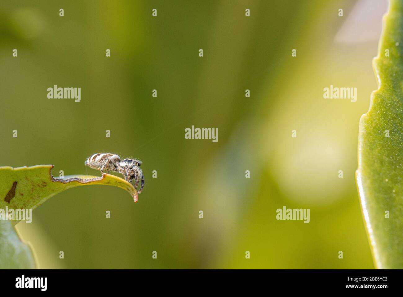 a tiny zebra spider sits in a green plant and waits for prey Stock ...