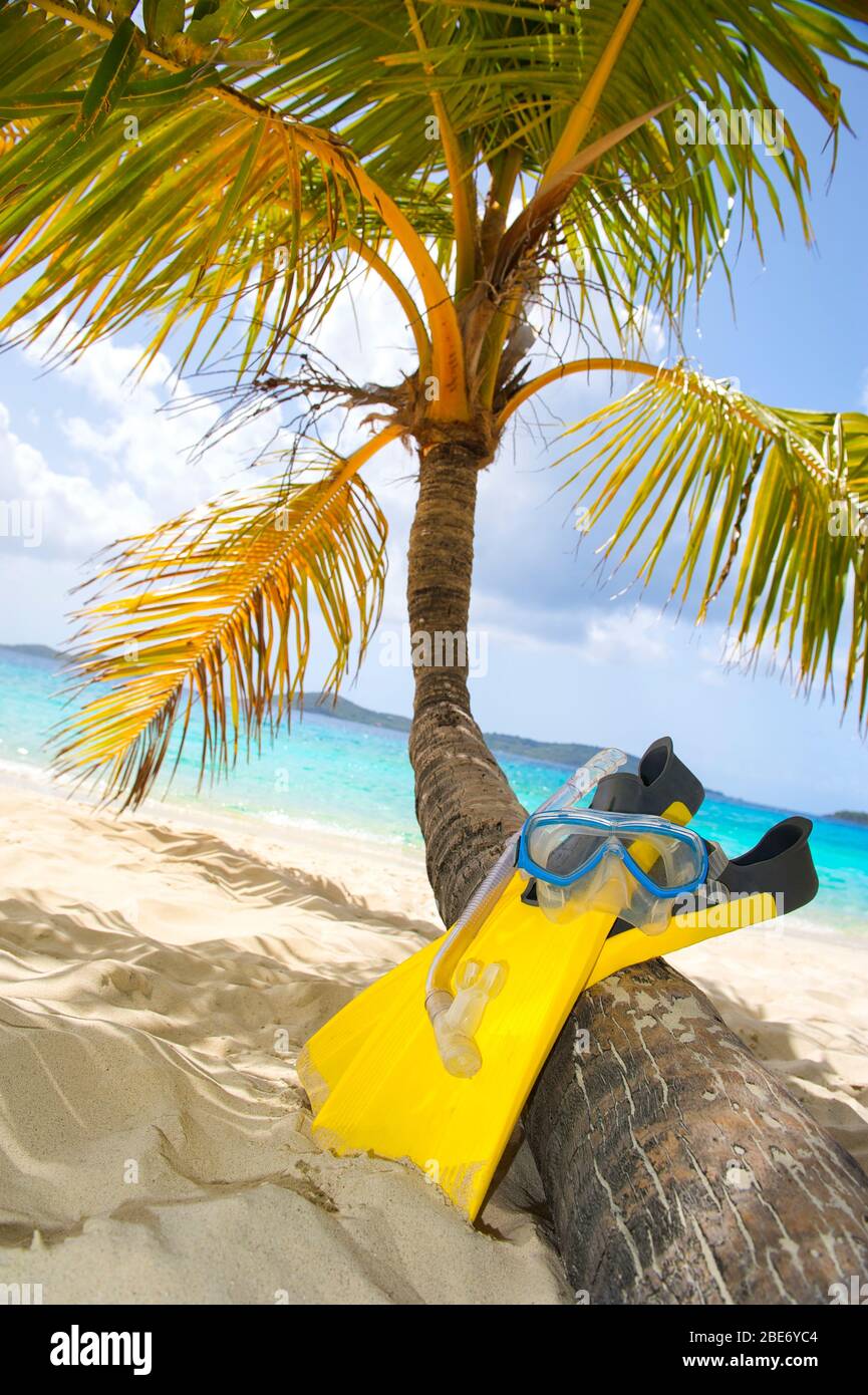 Pair of yellow swim fins and snorkel mask resting on palm tree curving ...