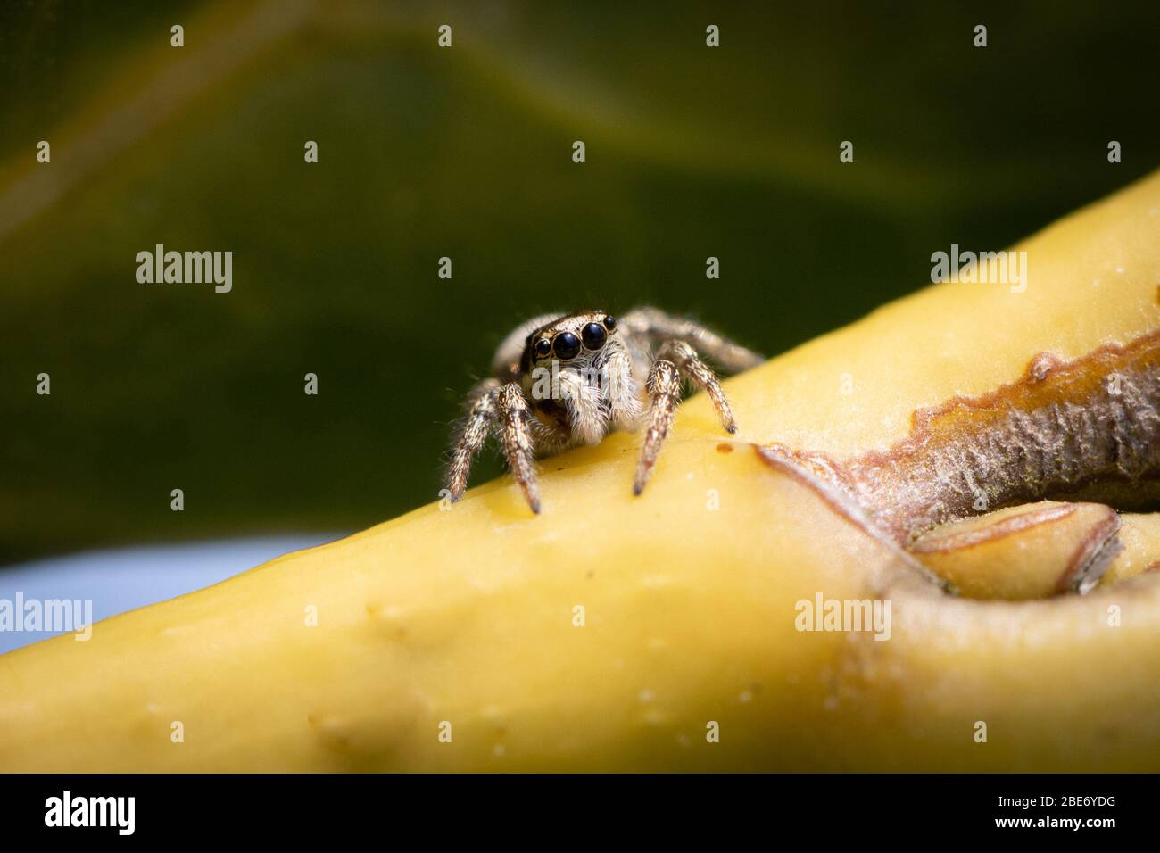 a tiny zebra spider sits in a green plant and waits for prey Stock ...