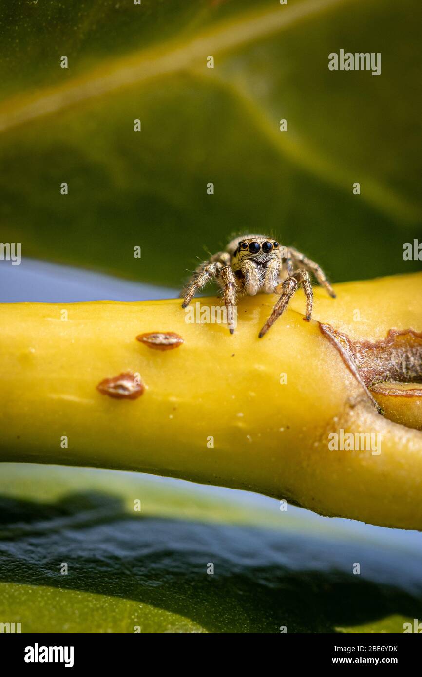 a tiny zebra spider sits in a green plant and waits for prey Stock ...