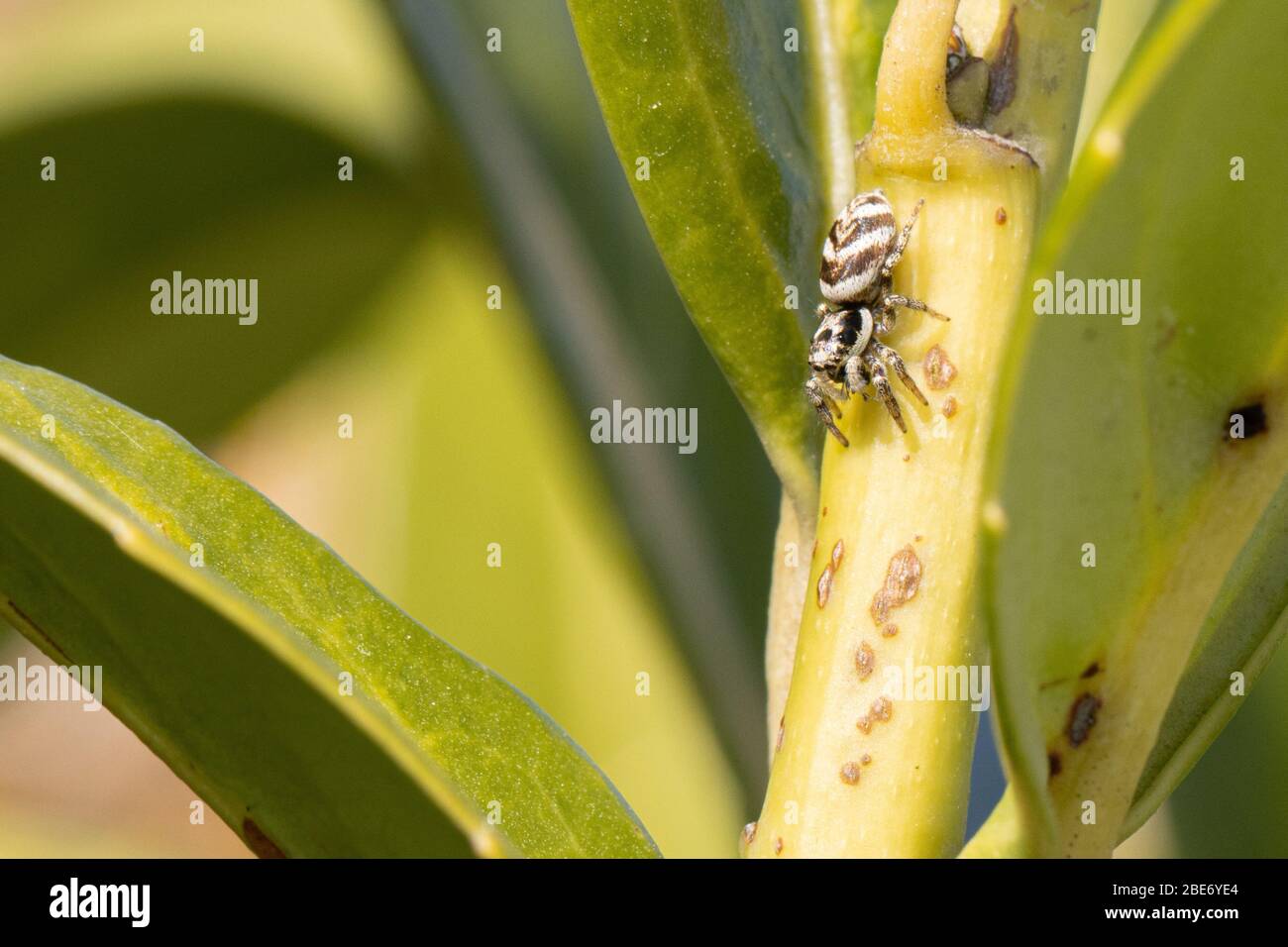 a tiny zebra spider sits in a green plant and waits for prey Stock ...