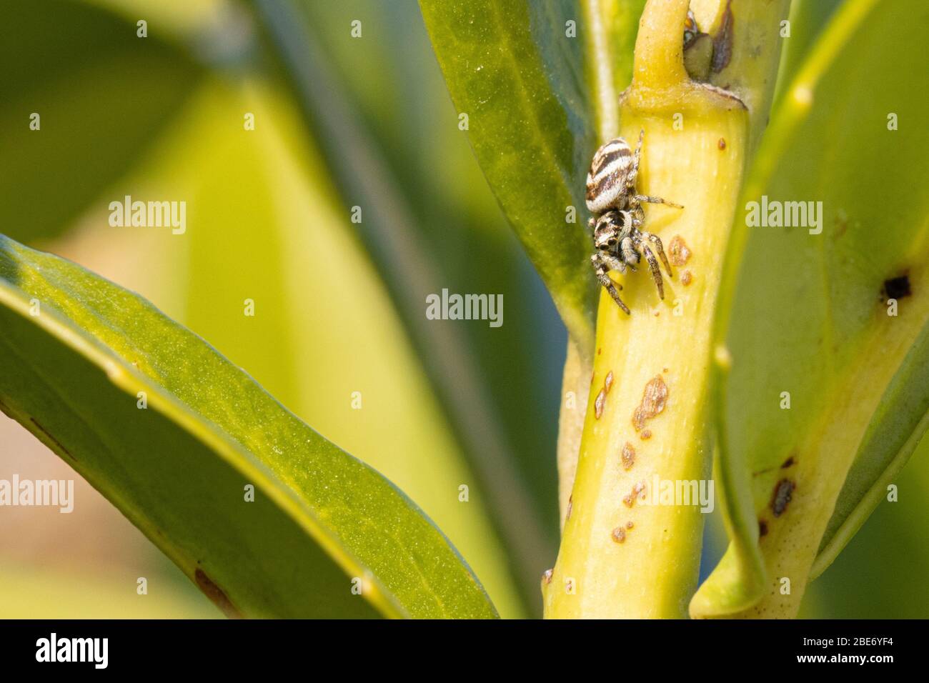 Zebra jumping spider with prey hi-res stock photography and images - Alamy