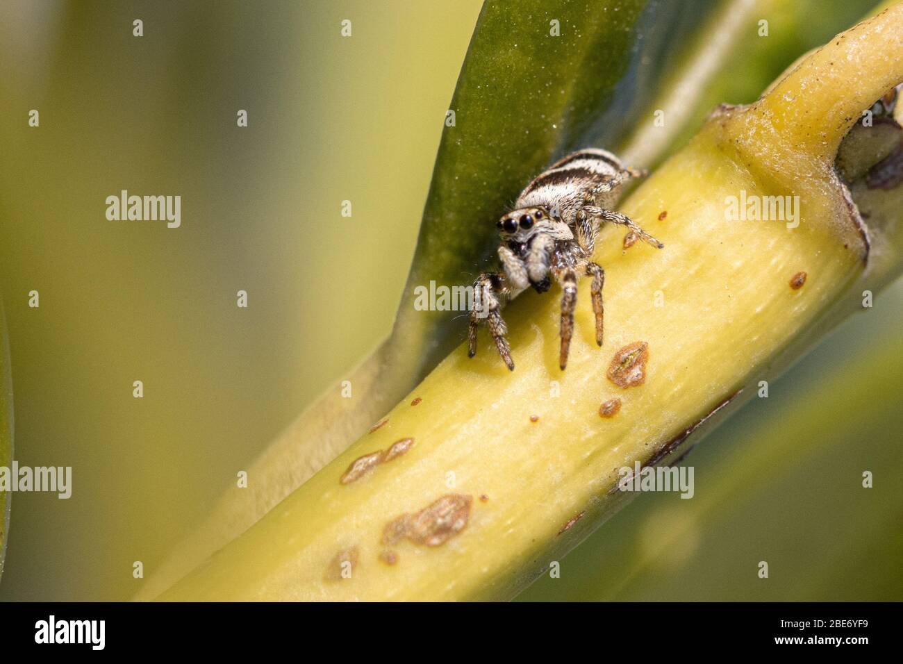 a tiny zebra spider sits in a green plant and waits for prey Stock ...