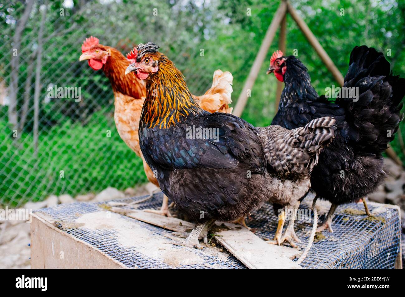 Araucana hen araucana chickens hi-res stock photography and images - Alamy