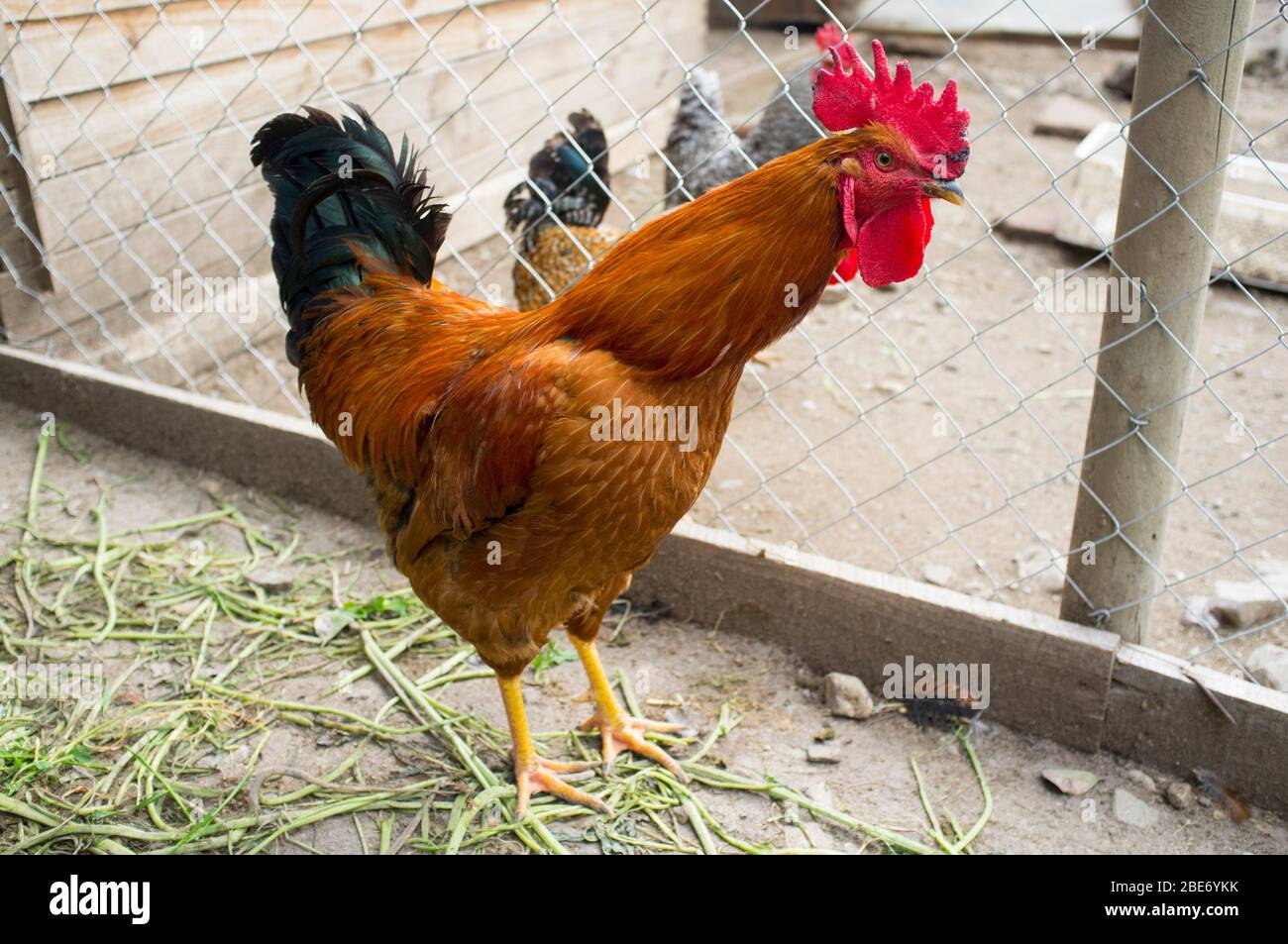 Aviculture breeding hi-res stock photography and images - Alamy