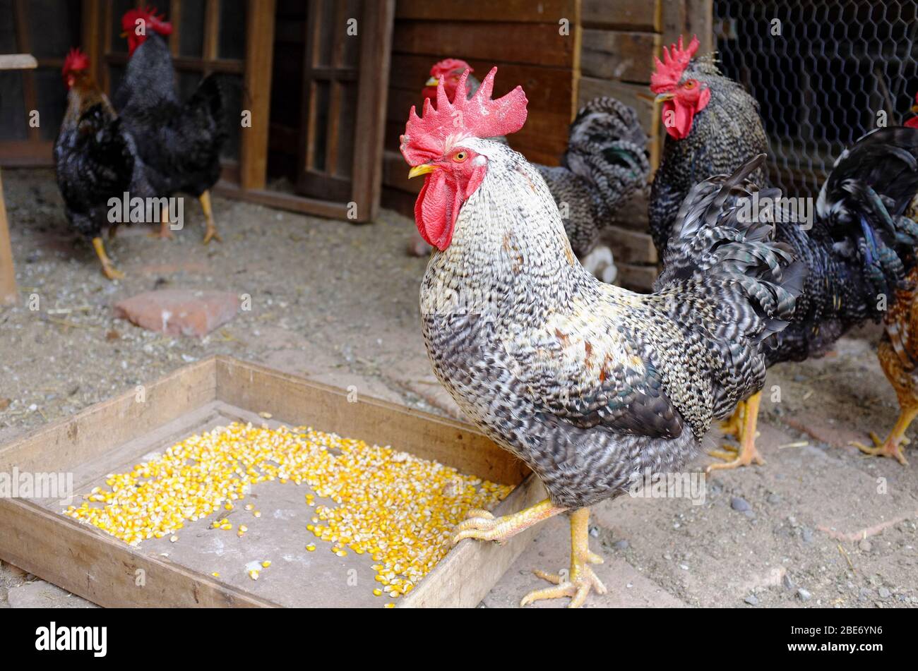 hens criollo kennel in rural farm Stock Photo - Alamy