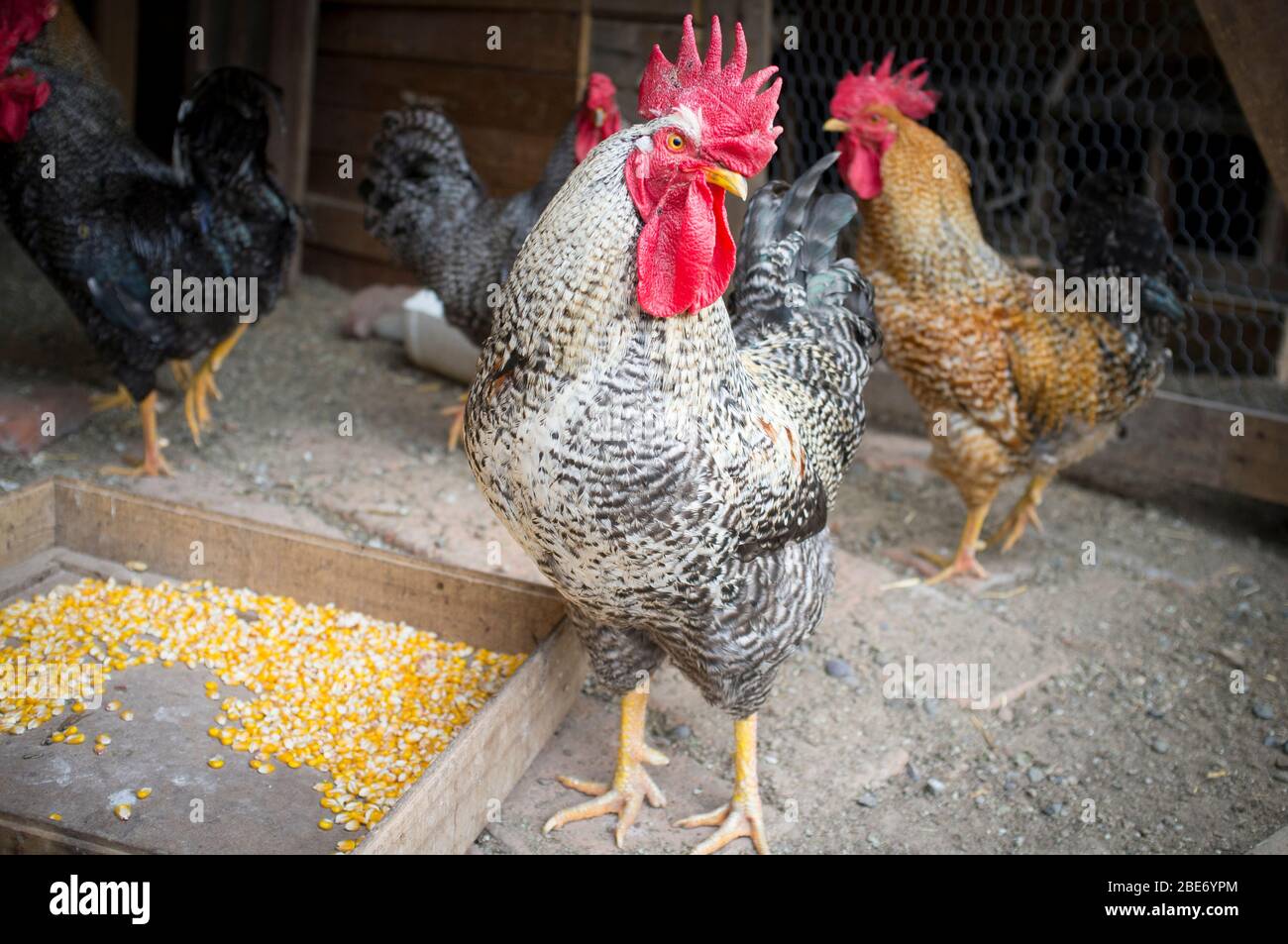 Araucana hen araucana chickens hi-res stock photography and images - Alamy