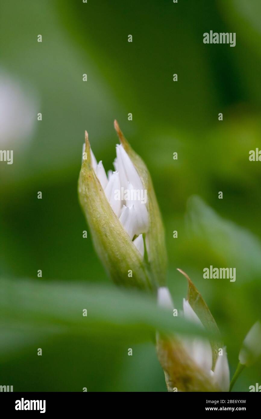Ramson, (Allium ursinum) wild garlic, bud opening to reveal white ...