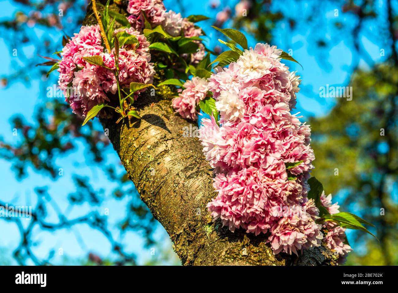 Mature trees and shrubs hi-res stock photography and images - Alamy