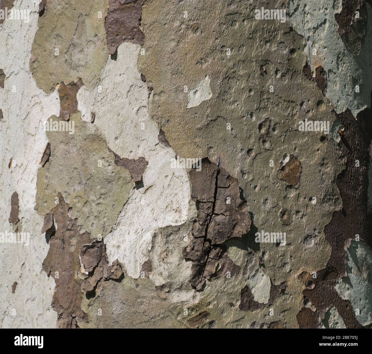 Multi-colored tree bark Stock Photo - Alamy