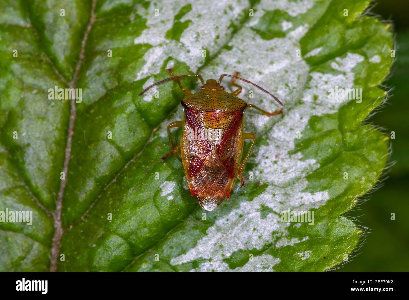 Birch Shield Bug (Elastmostethus intersinctus) on the leaf of yellow ...