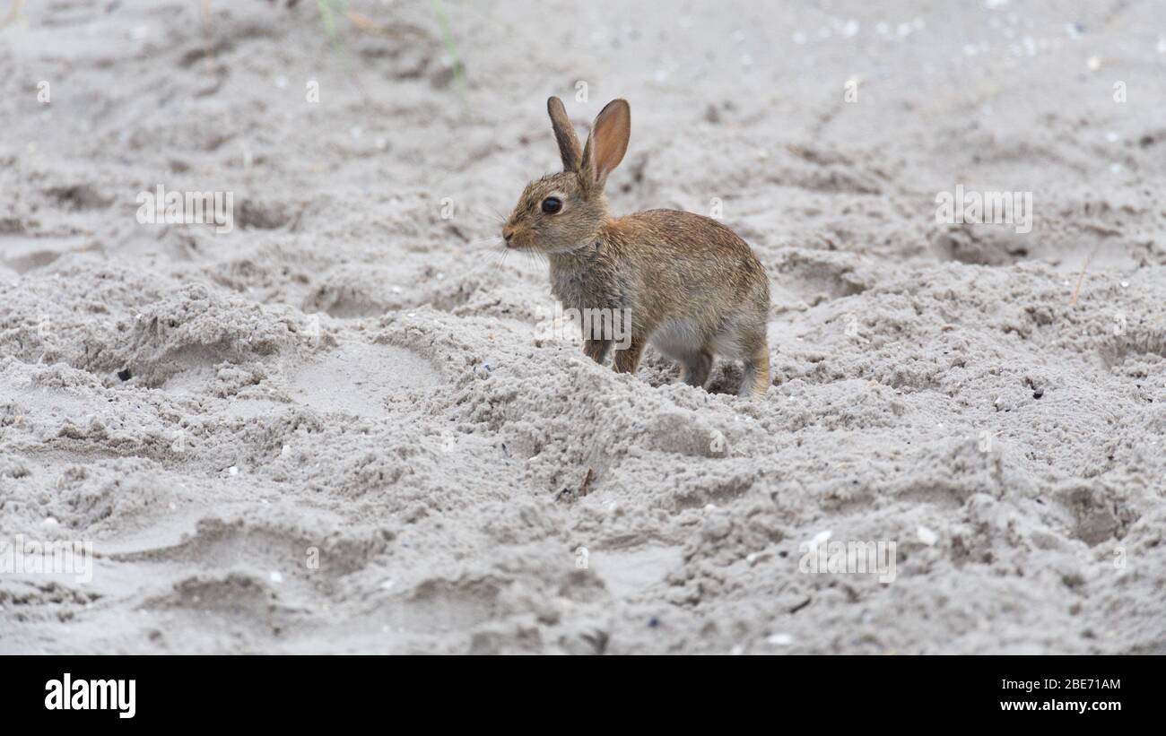 cute rabbit at the beach Stock Photo - Alamy