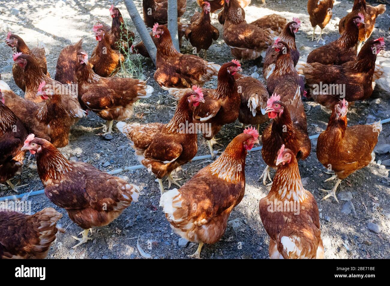 Industrial chicken hen for egg production Stock Photo - Alamy