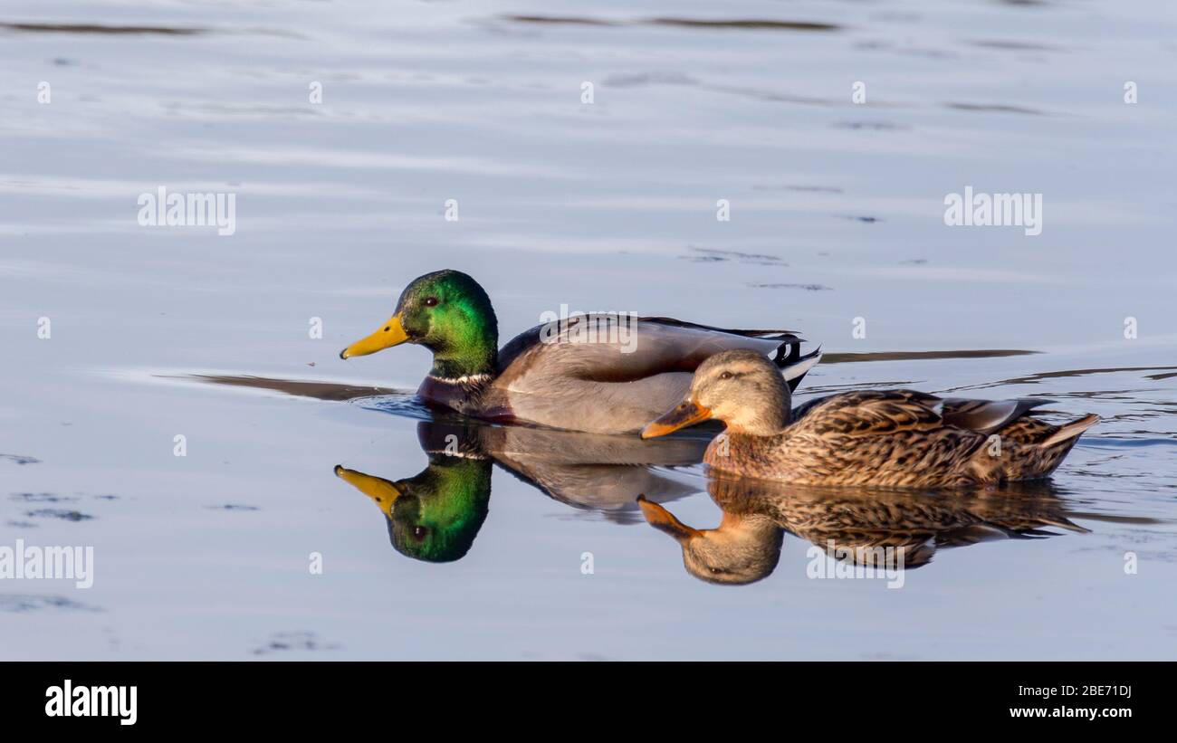 Freshwater ducks hi-res stock photography and images - Alamy