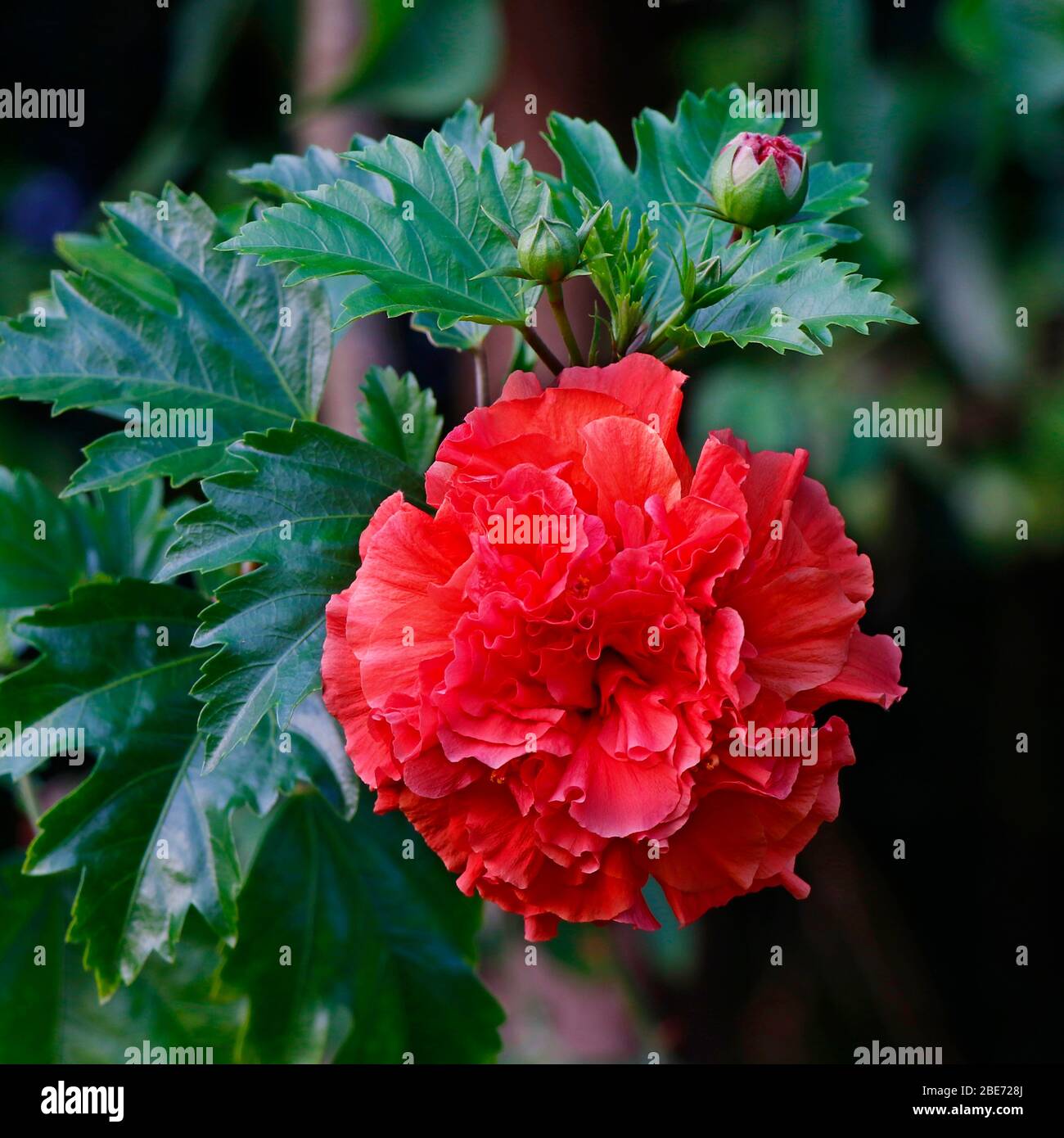 Orange colour hibiscus flower hi-res stock photography and images - Alamy