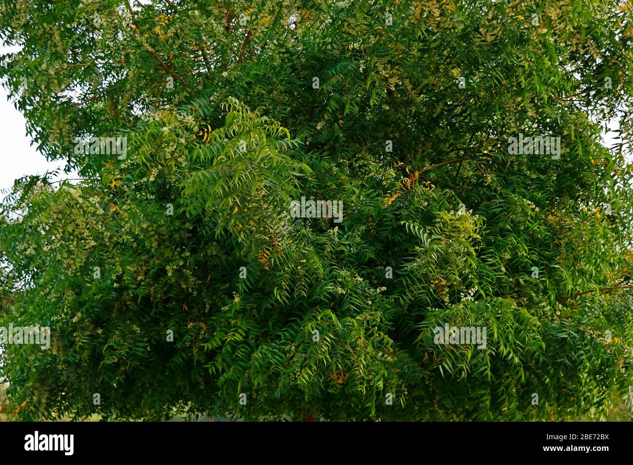 Azadirachta indica, commonly known as neem, nimtree or Indian lilac ...
