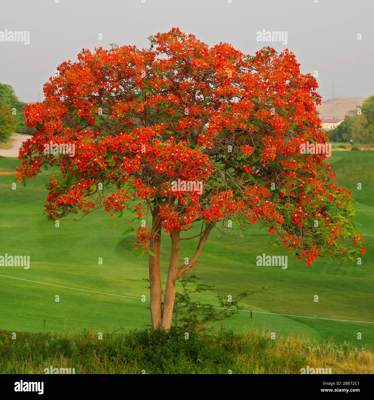 Red flamboyan hi-res stock photography and images - Alamy