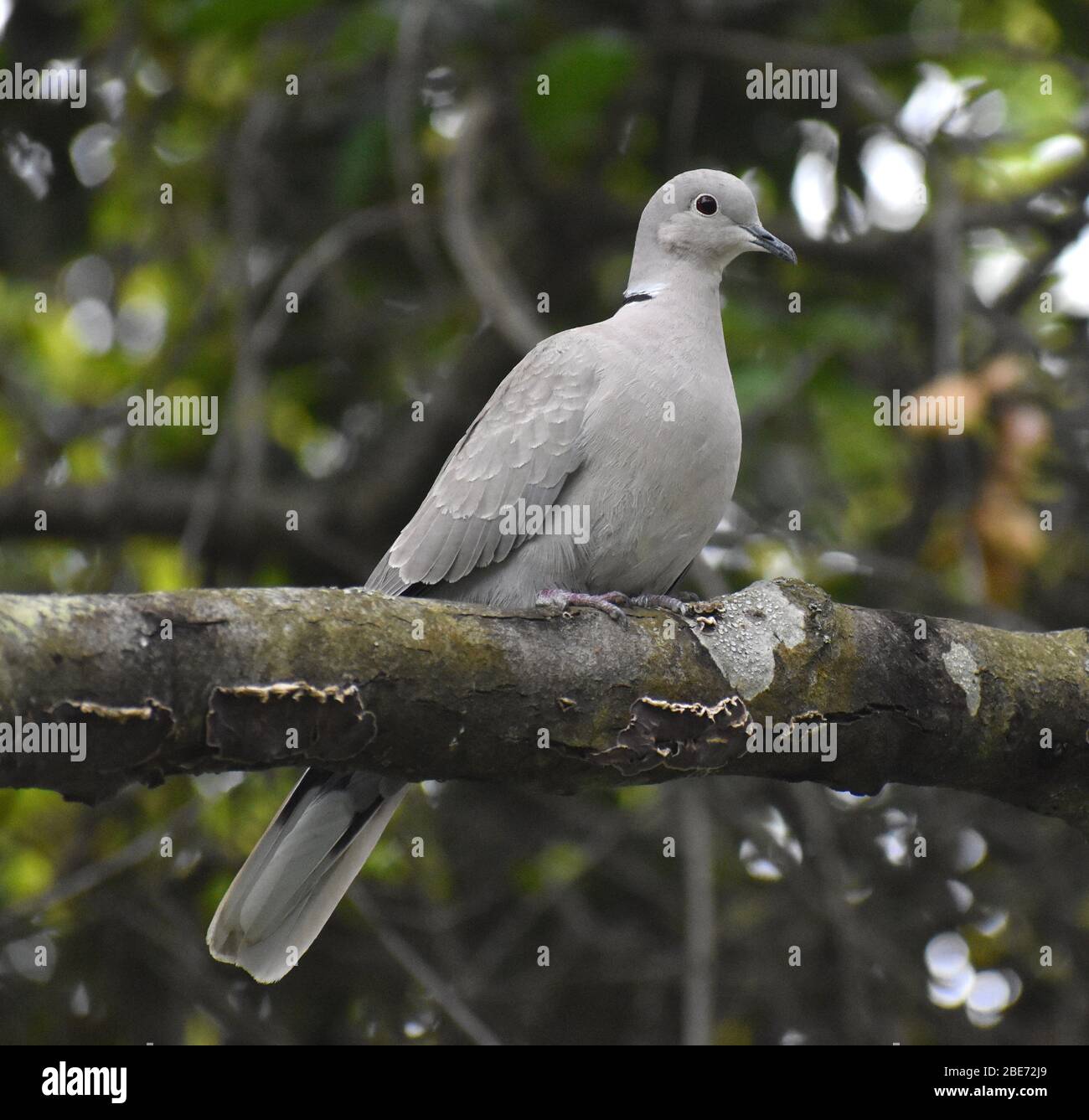 An invasive Eurasian collared dove (Streptopelia decaocto) on tree limb ...