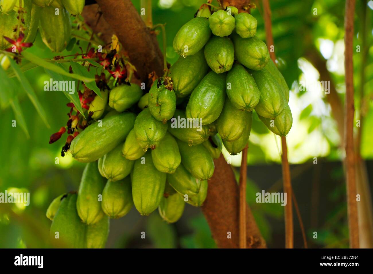 Averrhoa bilimbi (commonly known as bilimbi, cucumber tree, or tree ...