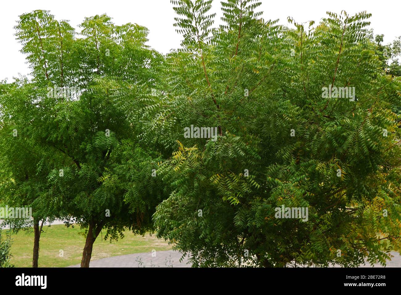 Azadirachta indica, commonly known as neem, nimtree or Indian lilac ...