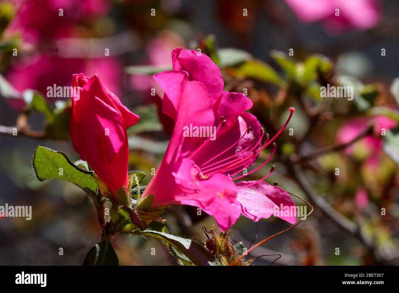 Azalea florida hi-res stock photography and images - Alamy