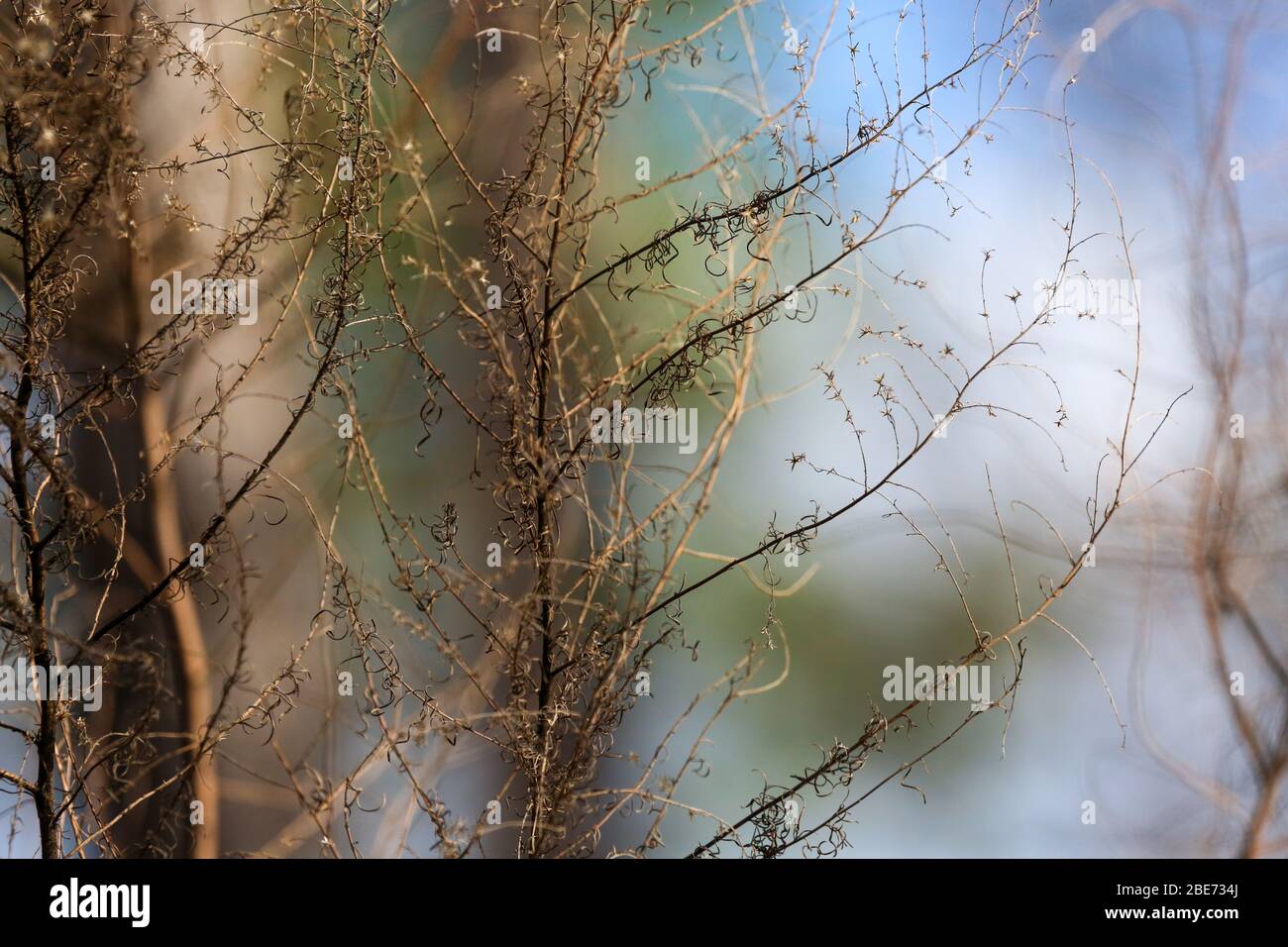 Rural vegetation hi-res stock photography and images - Alamy