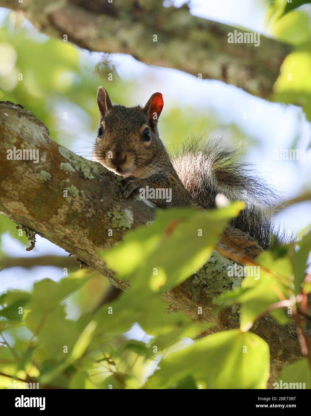 Backyard squirrel hi-res stock photography and images - Alamy