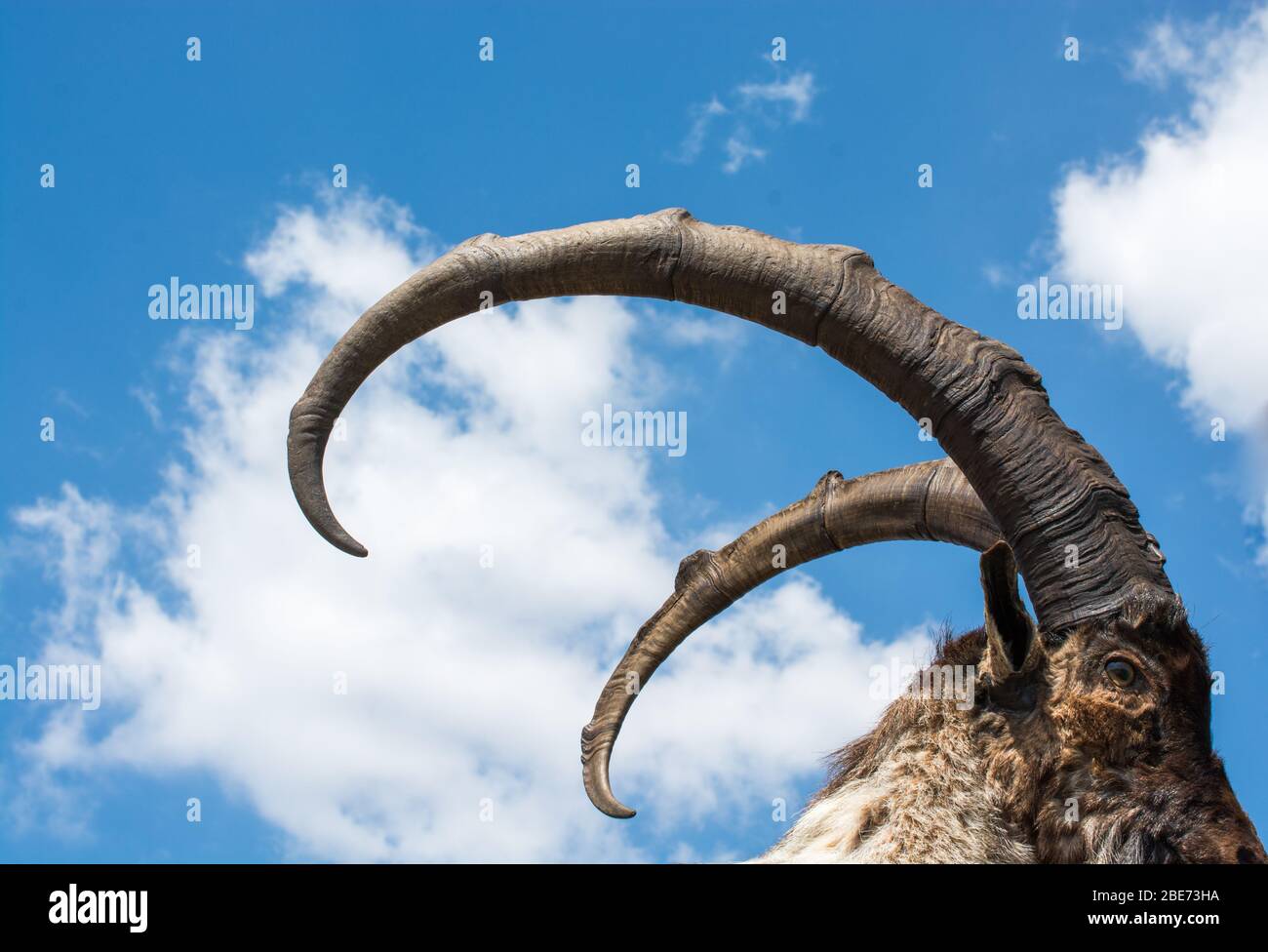 Wild brown mountain goat with two huge horns Stock Photo - Alamy