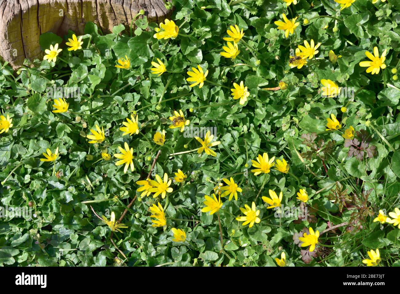 Foliage Ficaria Verna High Resolution Stock Photography and Images - Alamy