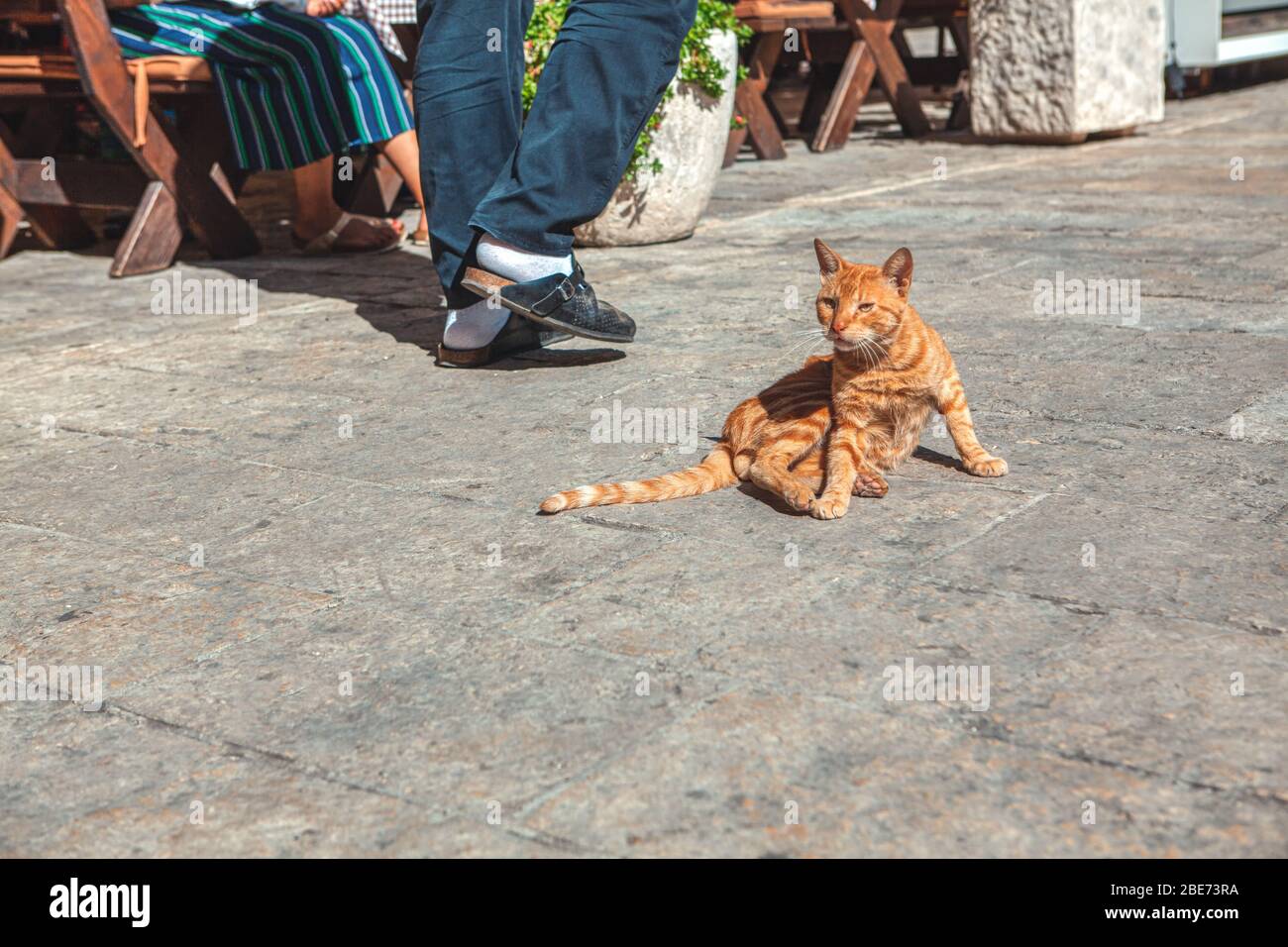 Ginger cat feet hi-res stock photography and images - Alamy