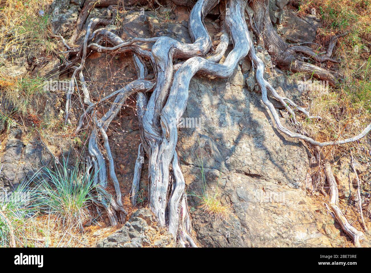 Tree surface roots rainforest hi-res stock photography and images - Alamy