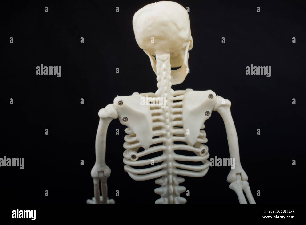 Human skeleton model for medical anatomy science Medical clinic concept ...