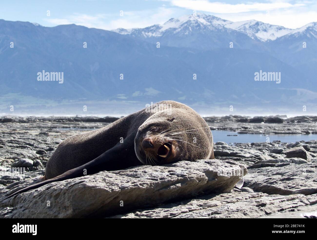Fear Seal (Arctocephalus forsteri) yawning on the beach with snowy ...