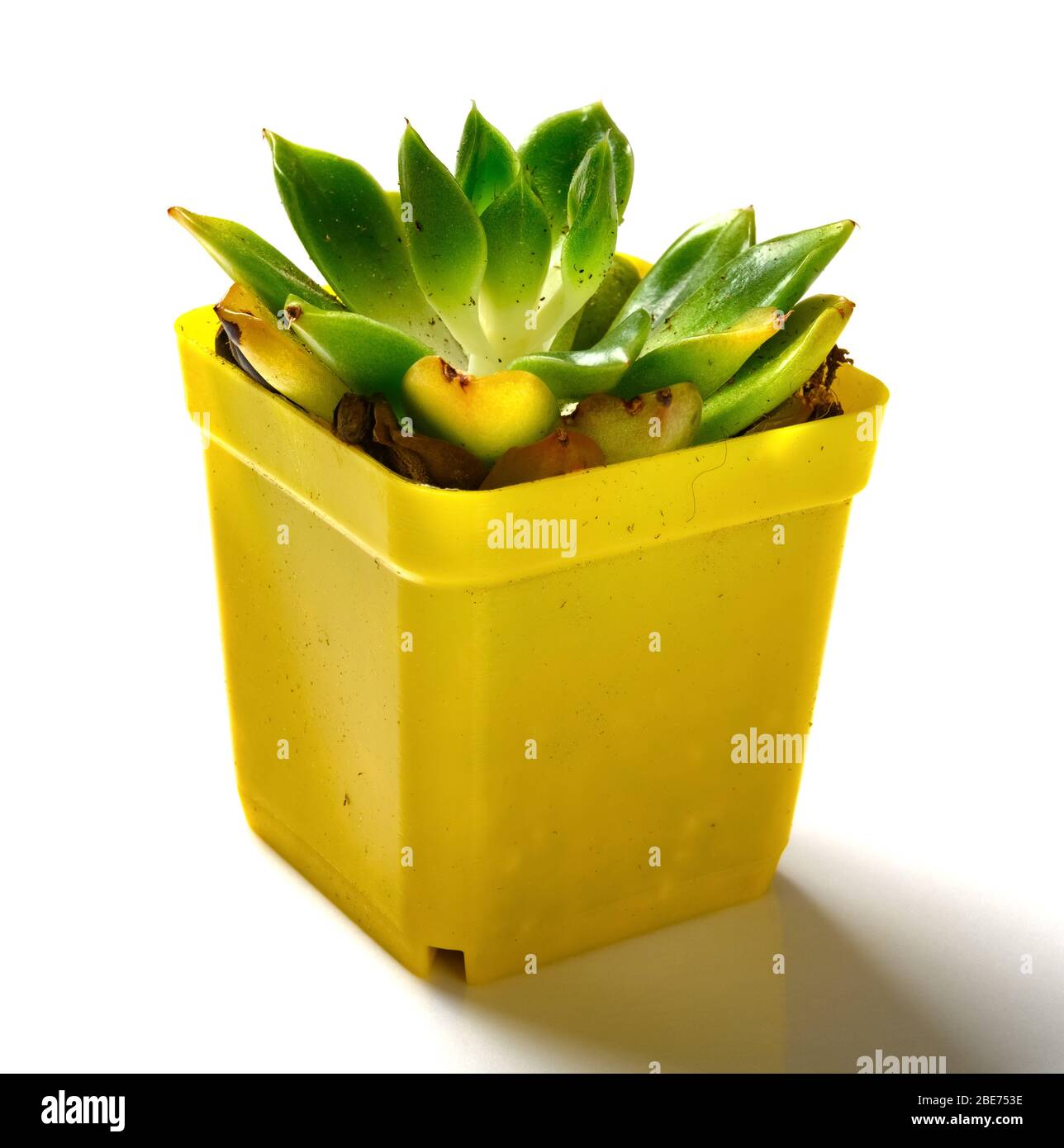 side view pot of green succulent plant on a white background Stock ...