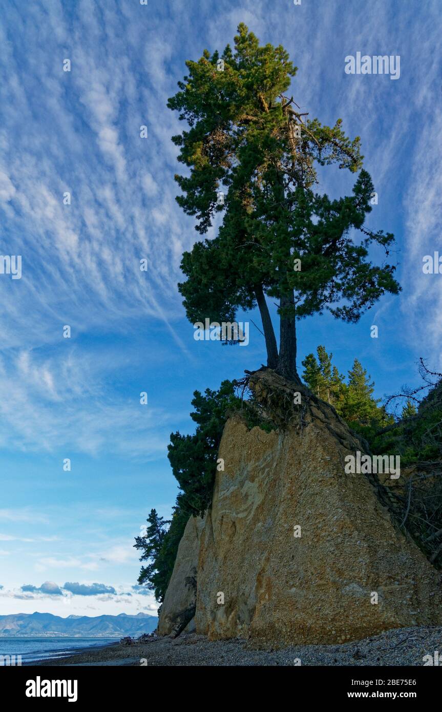 Precarious situation teetering on the edge, a cliff top tree at Kina ...