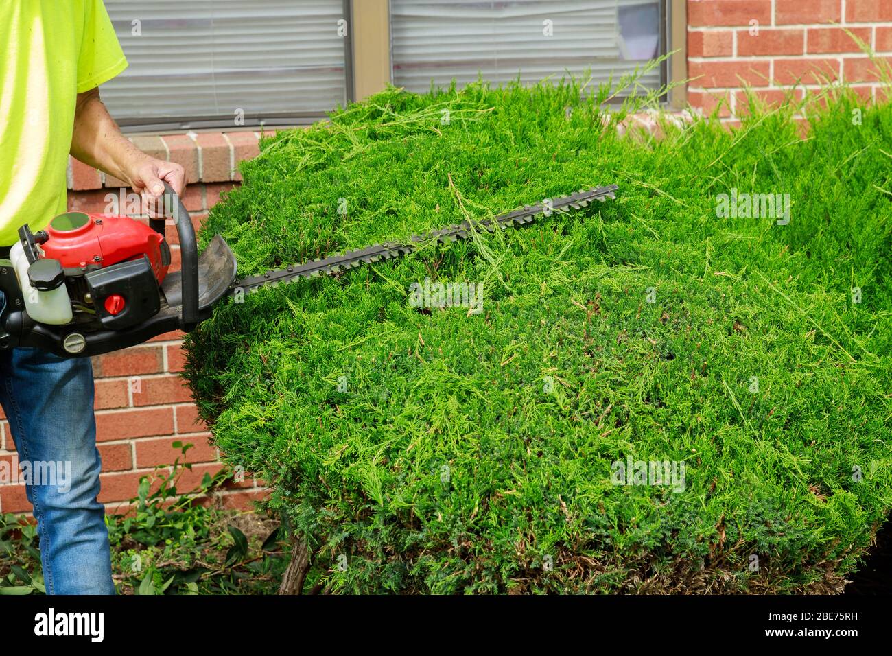 Seasonal pruning trees with pruning shears with cuts tree branches ...