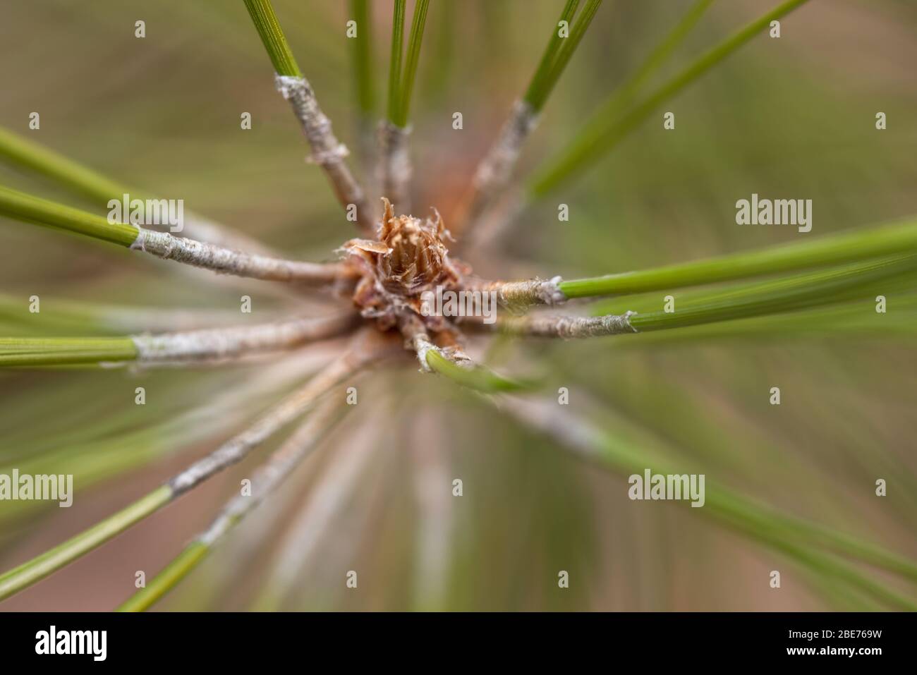 Abstract View of Pine Needles Stock Photo - Alamy